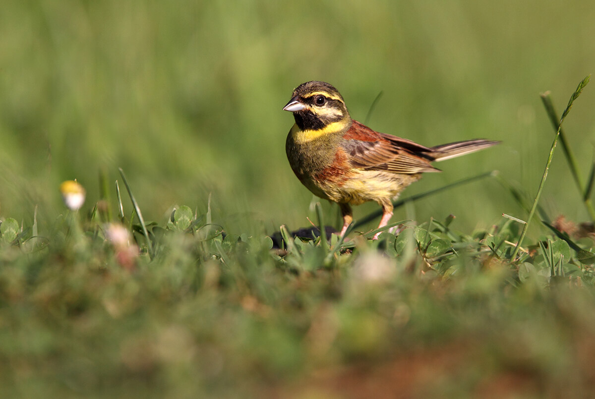 sightings of cirl bunting at South Combe farm - Westy & Worzel